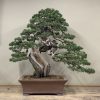 Find a Club – Bonsai Clubs Australia