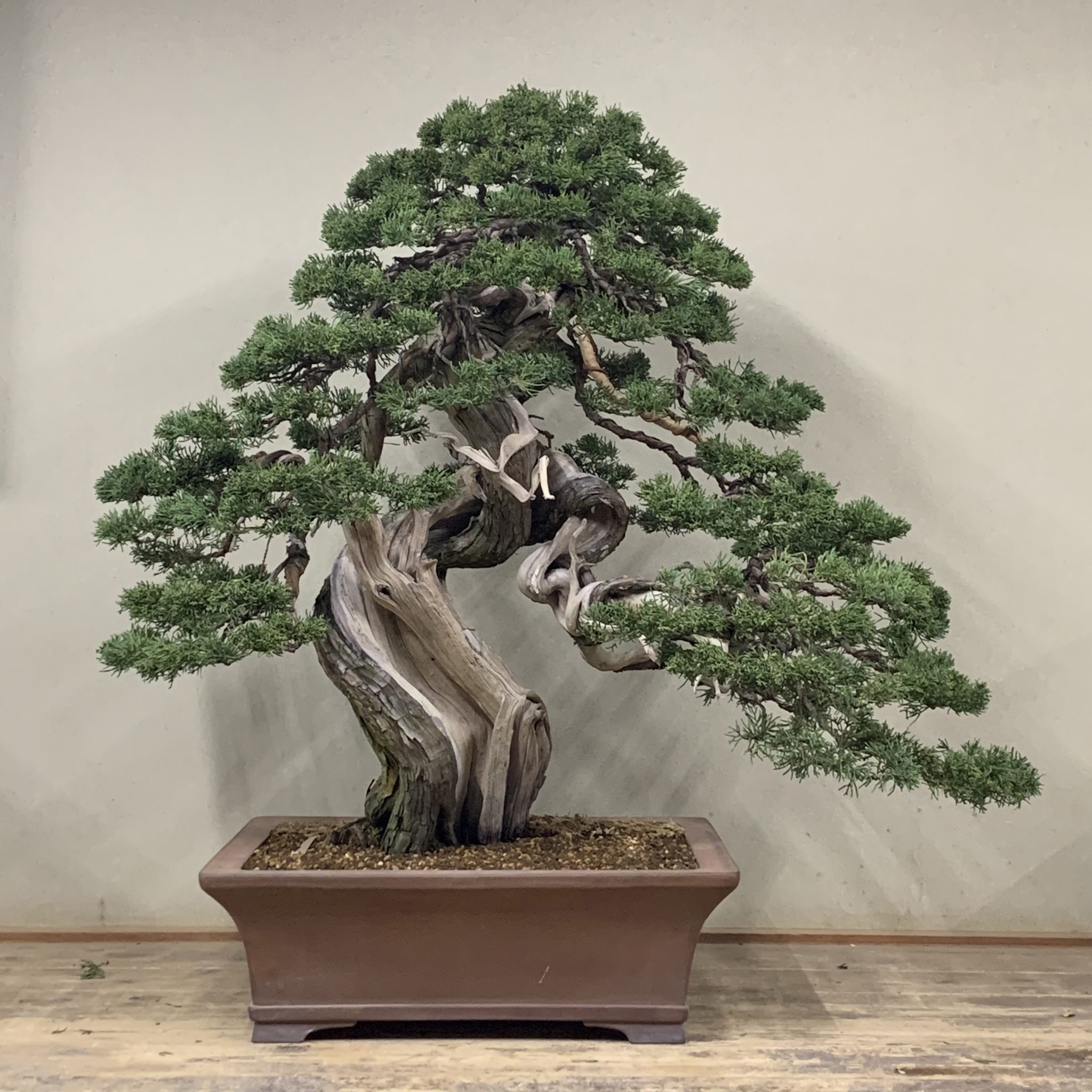 Find a Club – Bonsai Clubs Australia